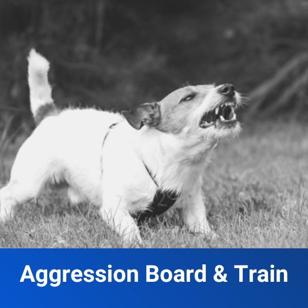 Aggression Board & Train - Off Leash K9 Training of Tucson