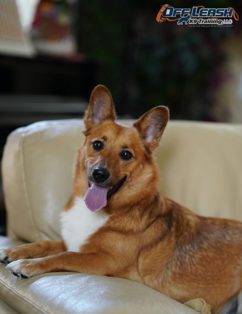 Laparoscopic vs. Traditional Spaying: A Comprehensive Guide to Choosing ...