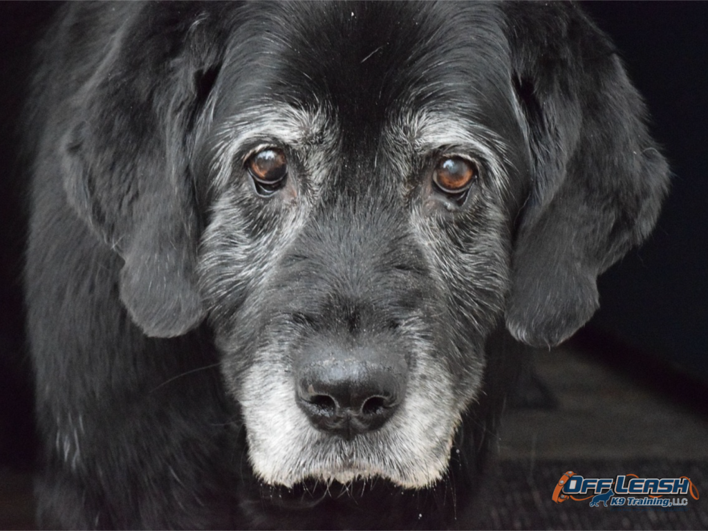 Tailored Tails: Adapting Physical Activities for Senior Dogs - Off ...