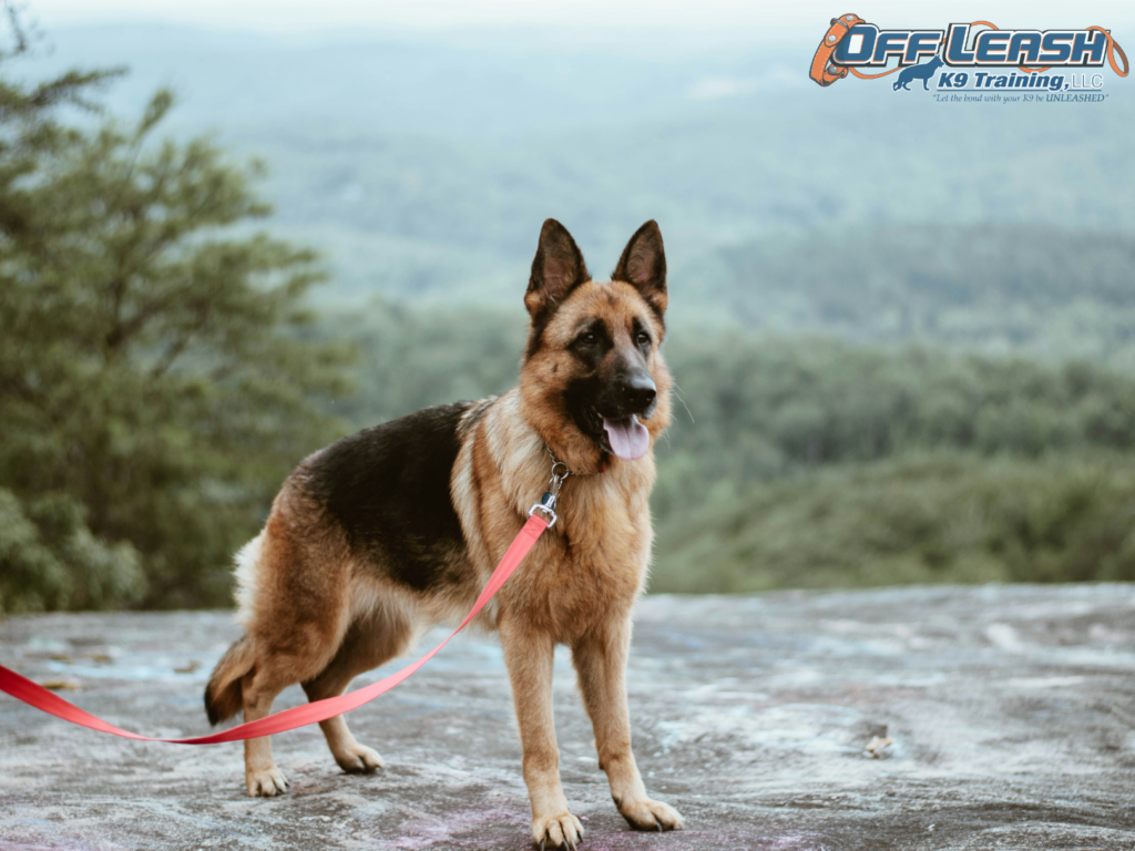 Unleashing the Potential of German Shepherds: From History to Training - Off Leash K9 Training ...