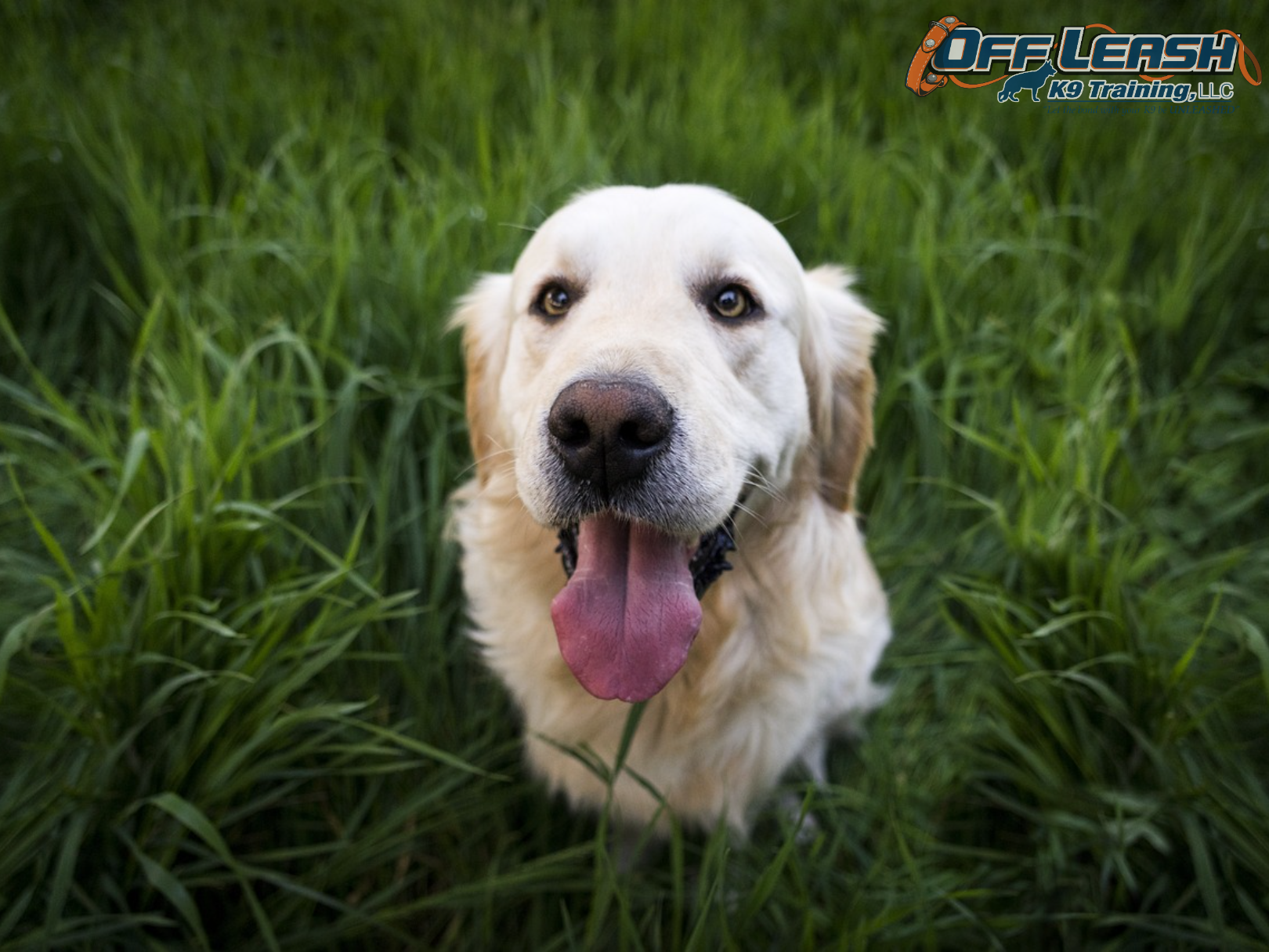 Laparoscopic vs. Traditional Spaying: A Comprehensive Guide to Choosing ...